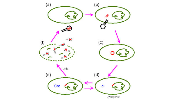Importance of Appealing Scientific Illustrations | CryoDragon Inc.