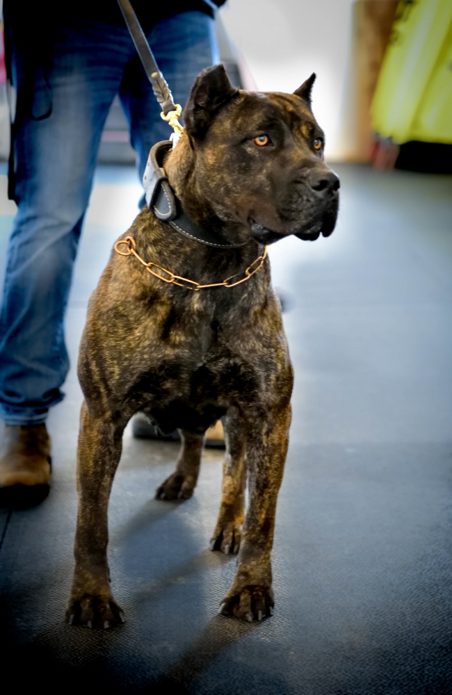 Shield K9 Dog Photography Kitchener Waterloo Cambridge 01 | CryoDragon ...