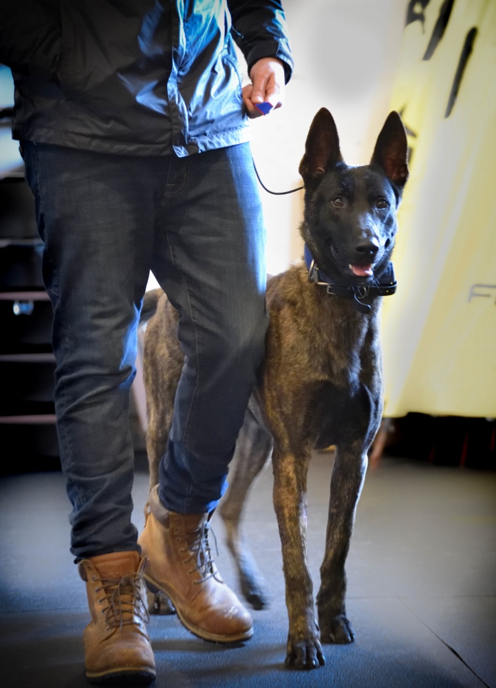 Shield K9 Dog Photography Kitchener Waterloo Cambridge 14 | CryoDragon ...